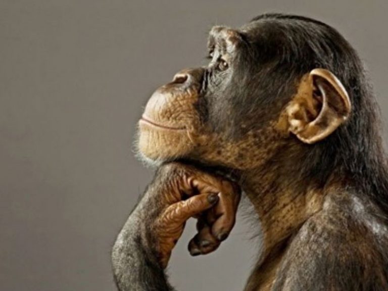 ¿Conoces los animales más inteligentes ? – El Blog de la Profesora de ...