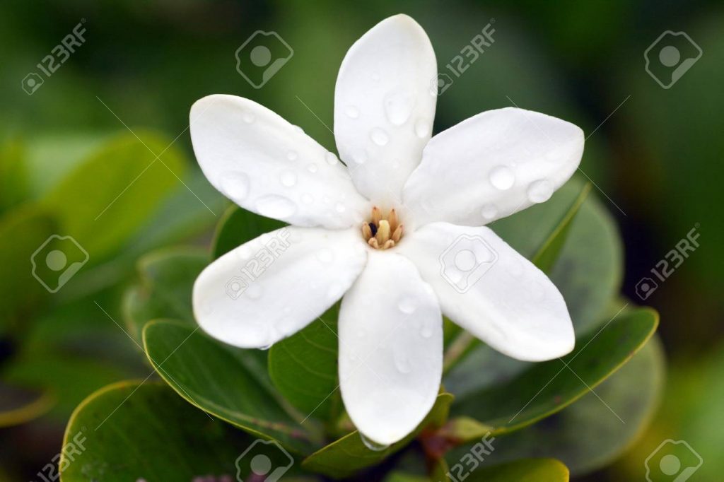 Voyage | La gazette de Léo