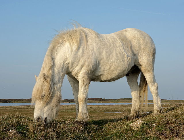 Les races de chevaux | La gazette de Léo