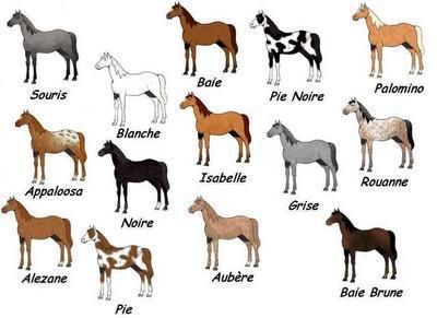 Les chevaux | La gazette de Léo