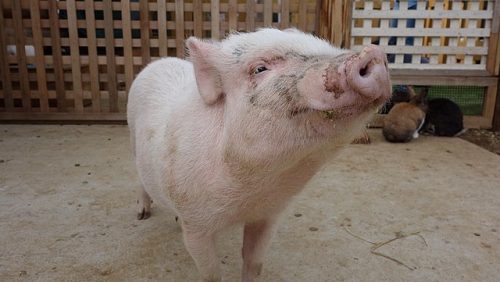 Les cochons | La gazette de Léo