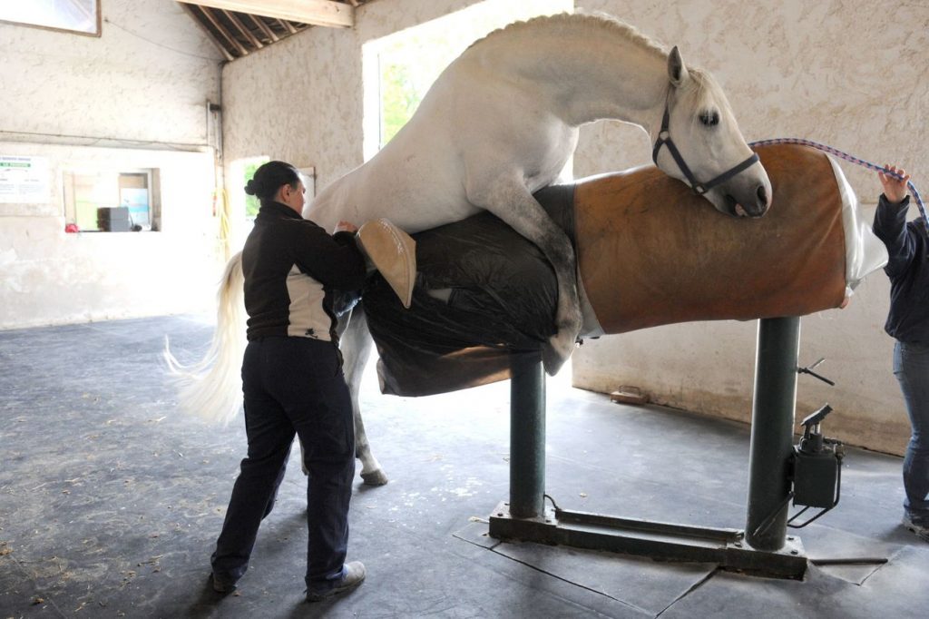 L’étalon | La gazette de Léo