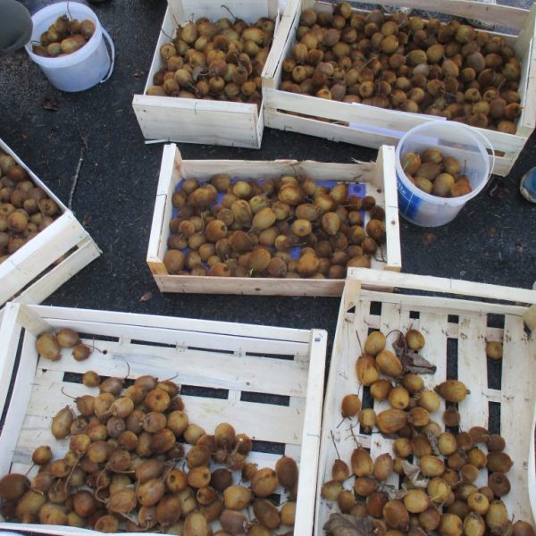 Actinidier (arbre à kiwi) à Blanzay – L'observatoire