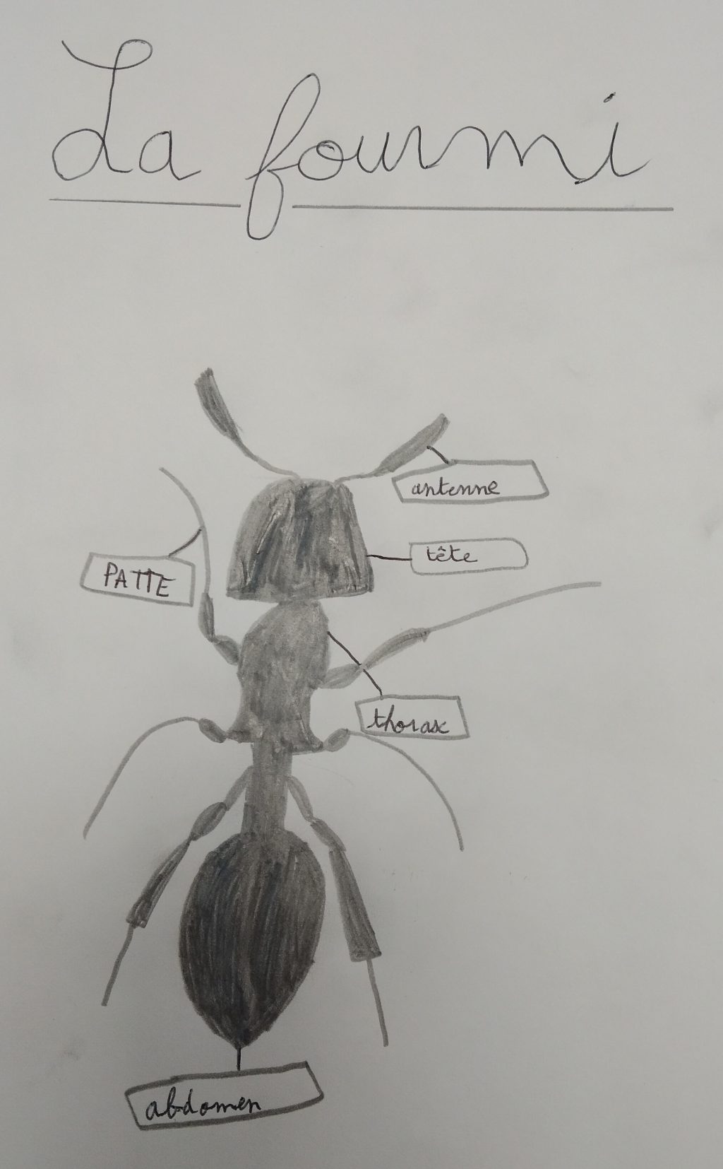 Fourmi à Availles-en-Châtellerault 🍀 – L'observatoire