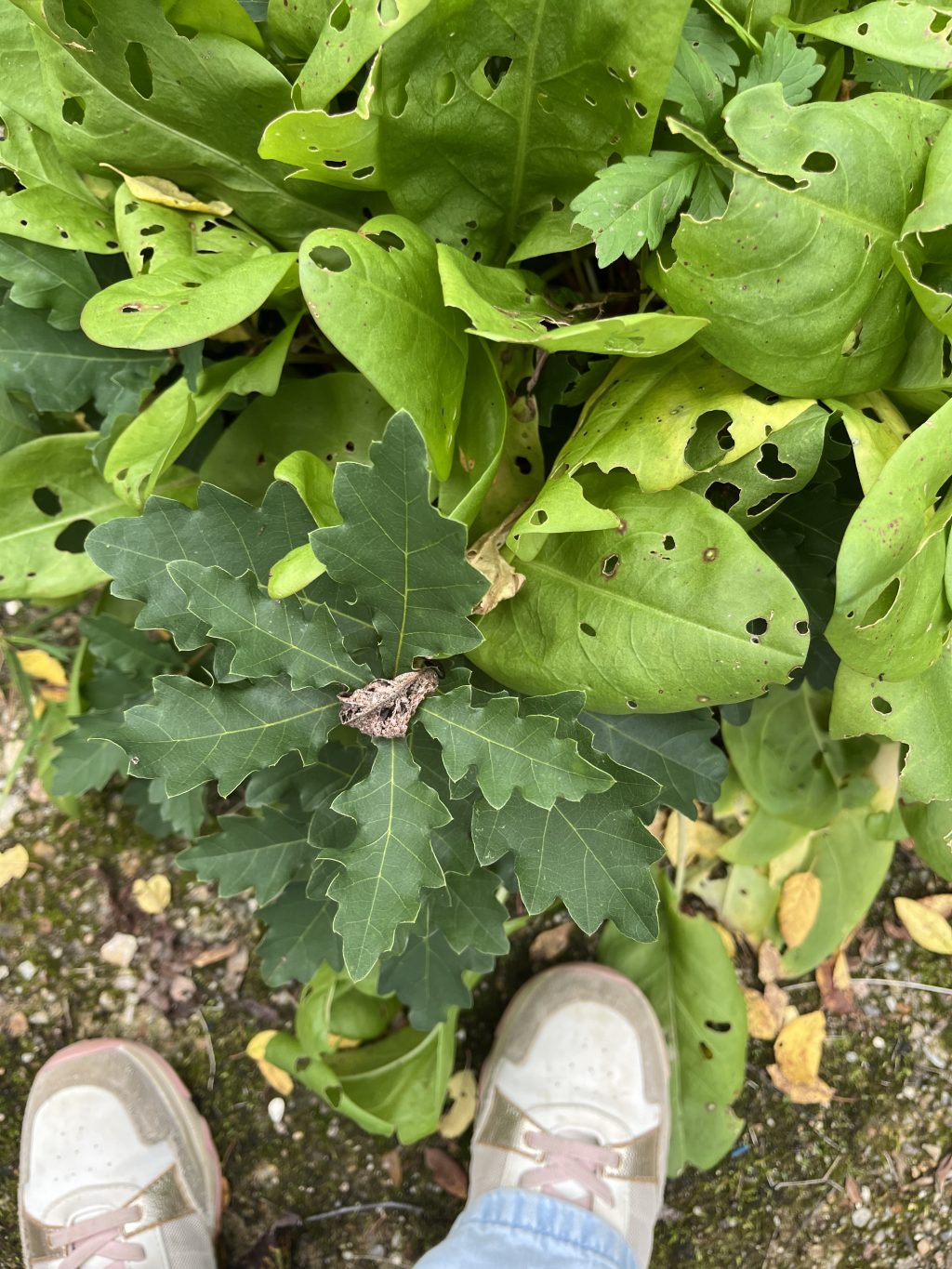 Chêne à Ligugé 🍀 – L'observatoire