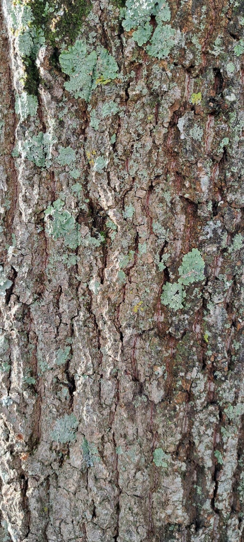 Chêne pédonculé à Theix-Noyalo 🍀🔍 – L'observatoire