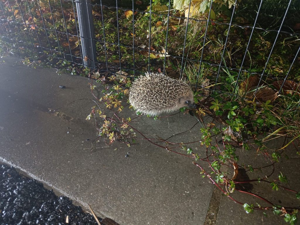 Hérisson à Montamisé 🍀🍀🍀🍀🍀 – L'observatoire