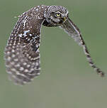 La chouette chevêche – Sciences'EDD