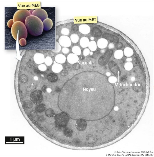 Levures, moisissures et tout et tout… – Sciences'EDD
