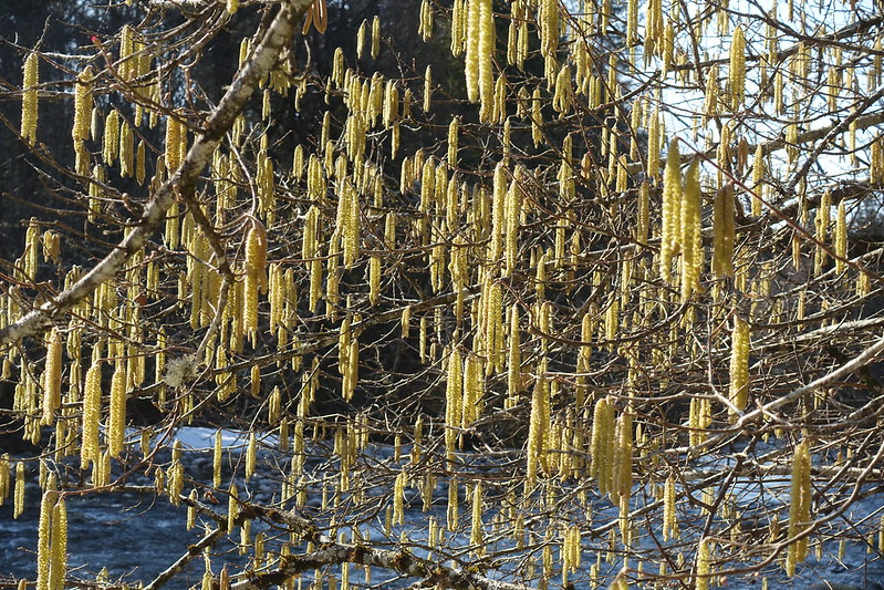 Chatons de noisetier à observer, à déguster – Sciences'EDD
