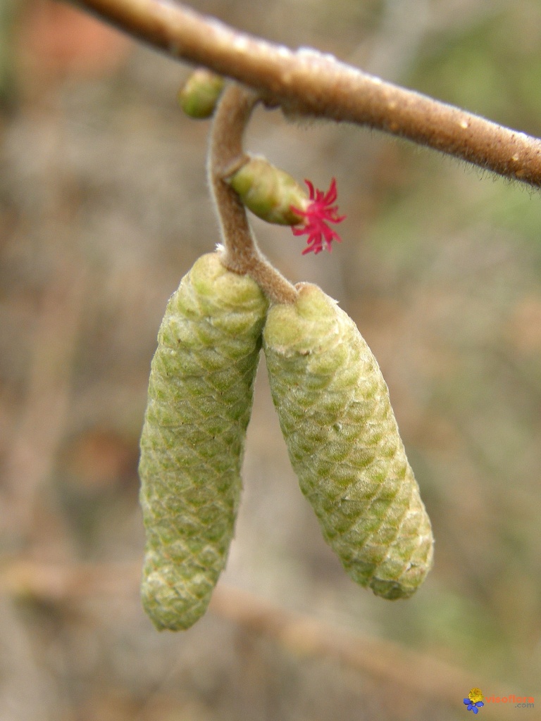 Chatons de noisetier à observer, à déguster – Sciences'EDD